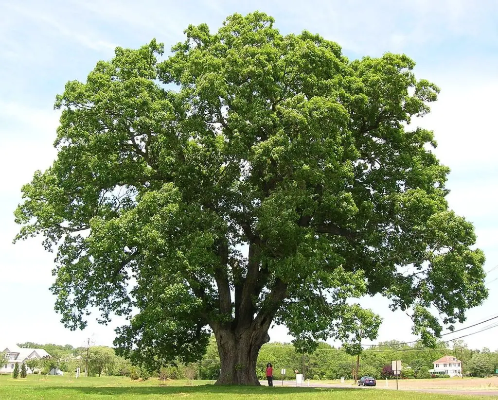 The Top Five Reasons You Should Plant a Mexican White Oak Tree – Green ...