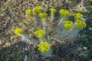 How to Grow the Gopher Plant from Scratch and keep it insect free ...