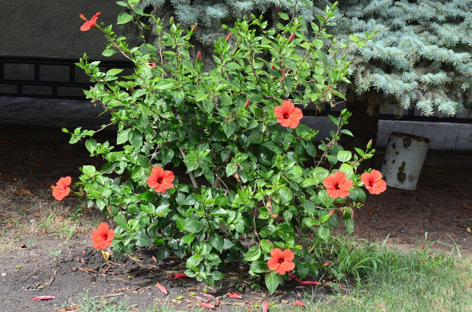 How to Grow a Variety of Hibiscus Shrubs – Green Garden Tribe