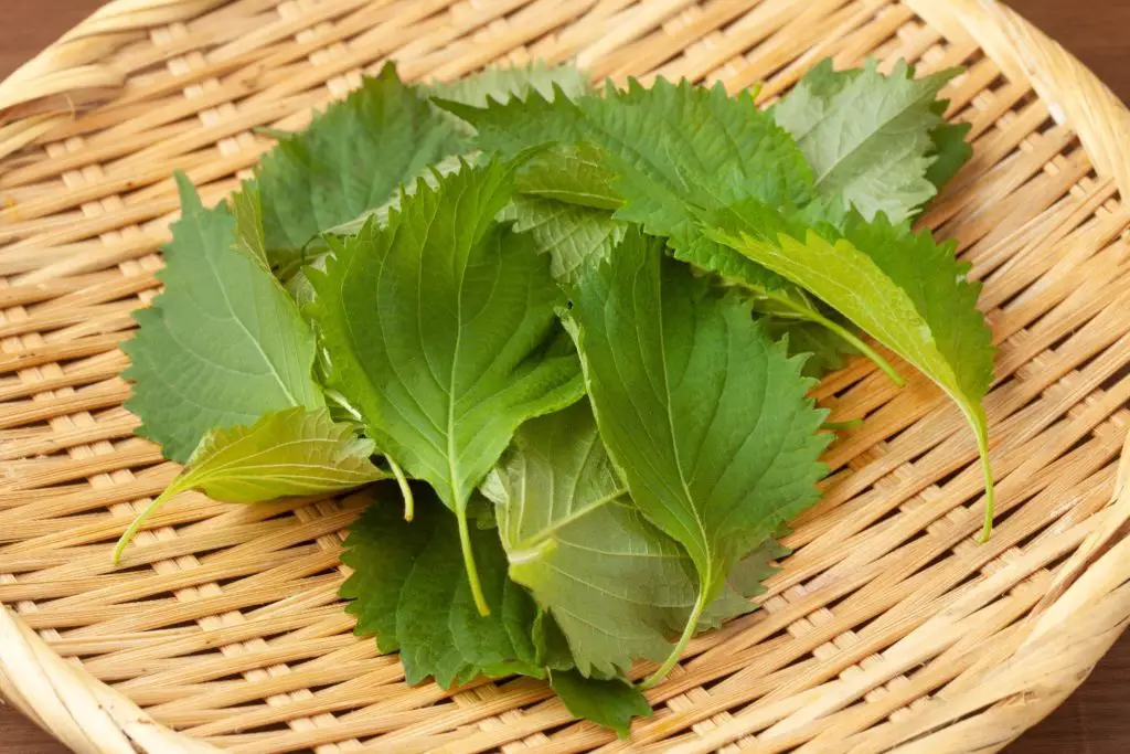 How to Grow and Care for Shiso – With Twelve Food Pairings – Green ...