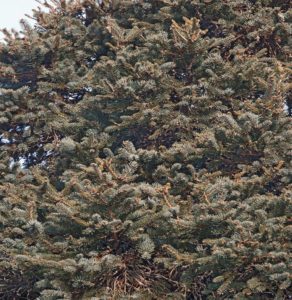 Meyer Spruce Trees – All You Need To Know – Green Garden Tribe