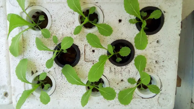 What Are the Pros and Cons of Using a Wick Hydroponic System? – Green ...