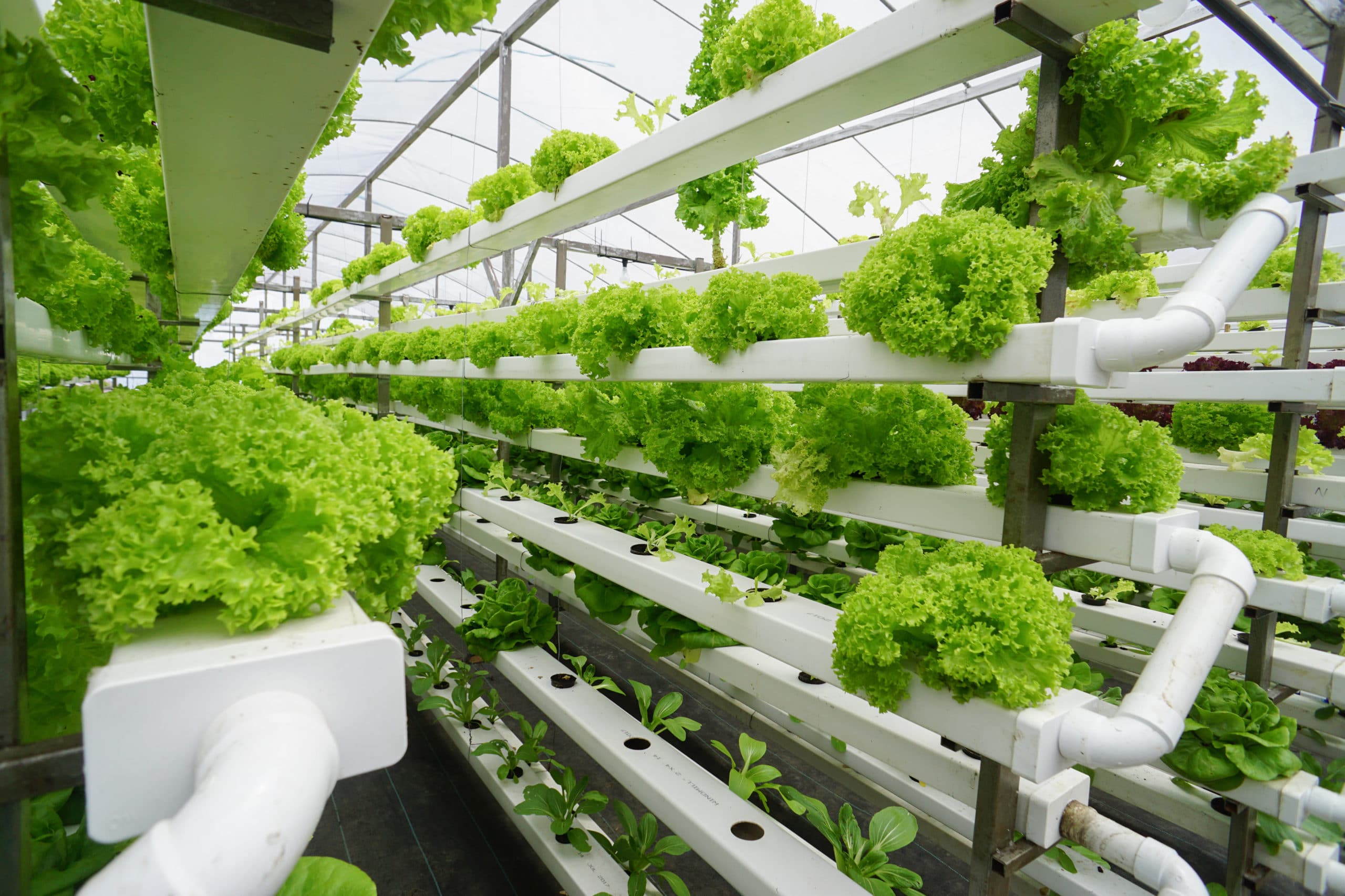 Do Plants Grow Faster In Aquaponics A Detailed Guide Green Garden Do Plants Grow Faster In Aquaponics A Detailed Guide Green Garden