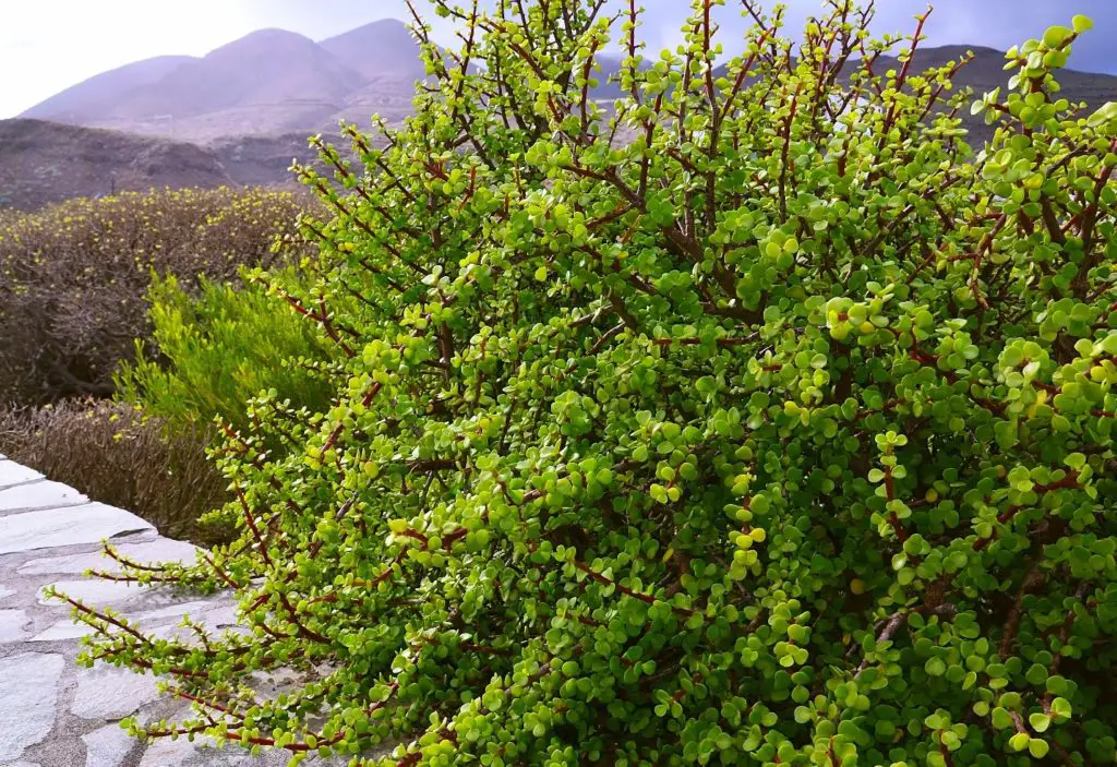 How Do You Prune and Take Care of a Portulacaria Afra? – Green Garden Tribe