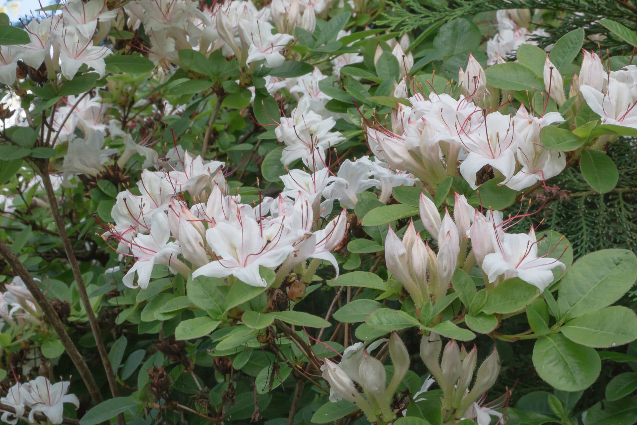 Five Shrubs that Grow Well Under Pine Trees – Green Garden Tribe