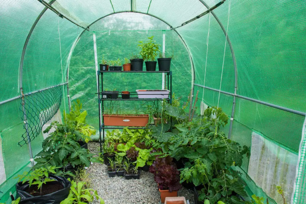 Polytunnel Growing for Beginners – Complete Guide! – Green Garden Tribe