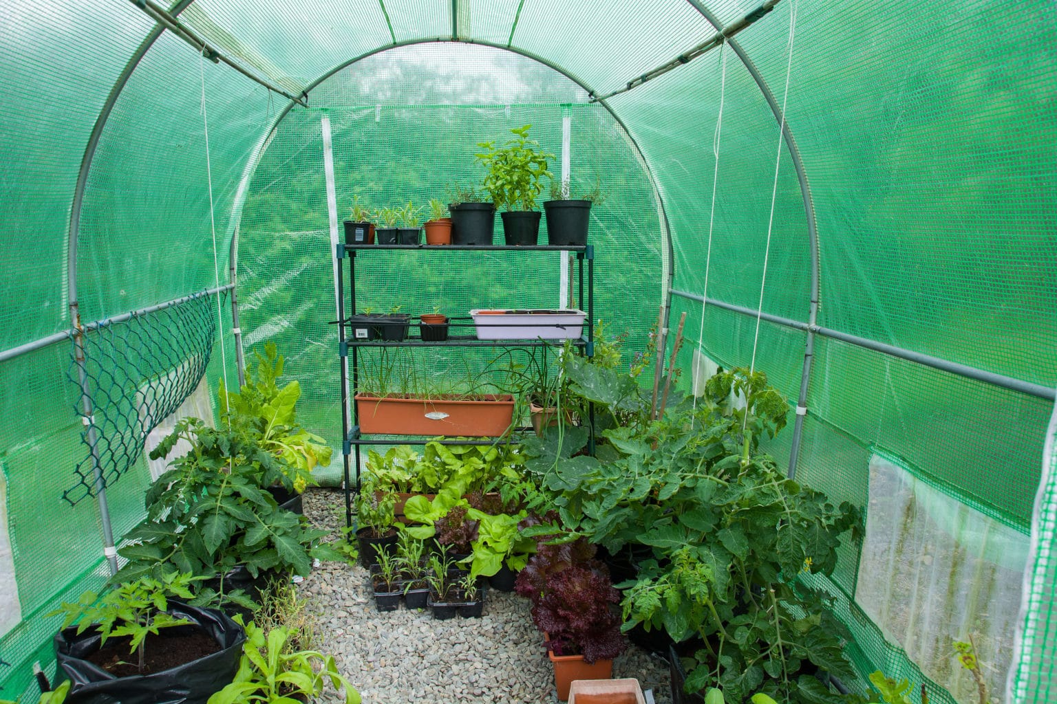 Polytunnel Growing for Beginners – Complete Guide! – Green Garden Tribe