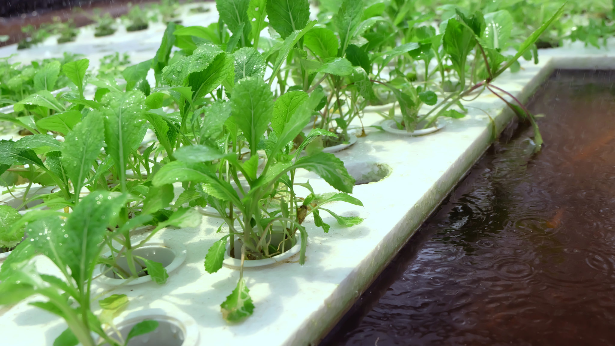 What Is Deep Water Culture In Aquaponics? An Appropriate Guide – Green ...