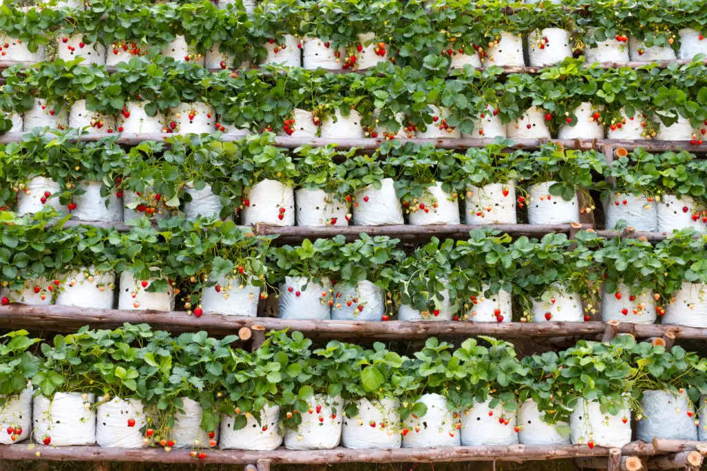 How to Start a Vertical Farm at Home – Green Garden Tribe