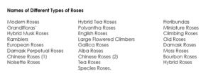 What is the Lifespan of a Rose Plant? (With interesting facts about ...