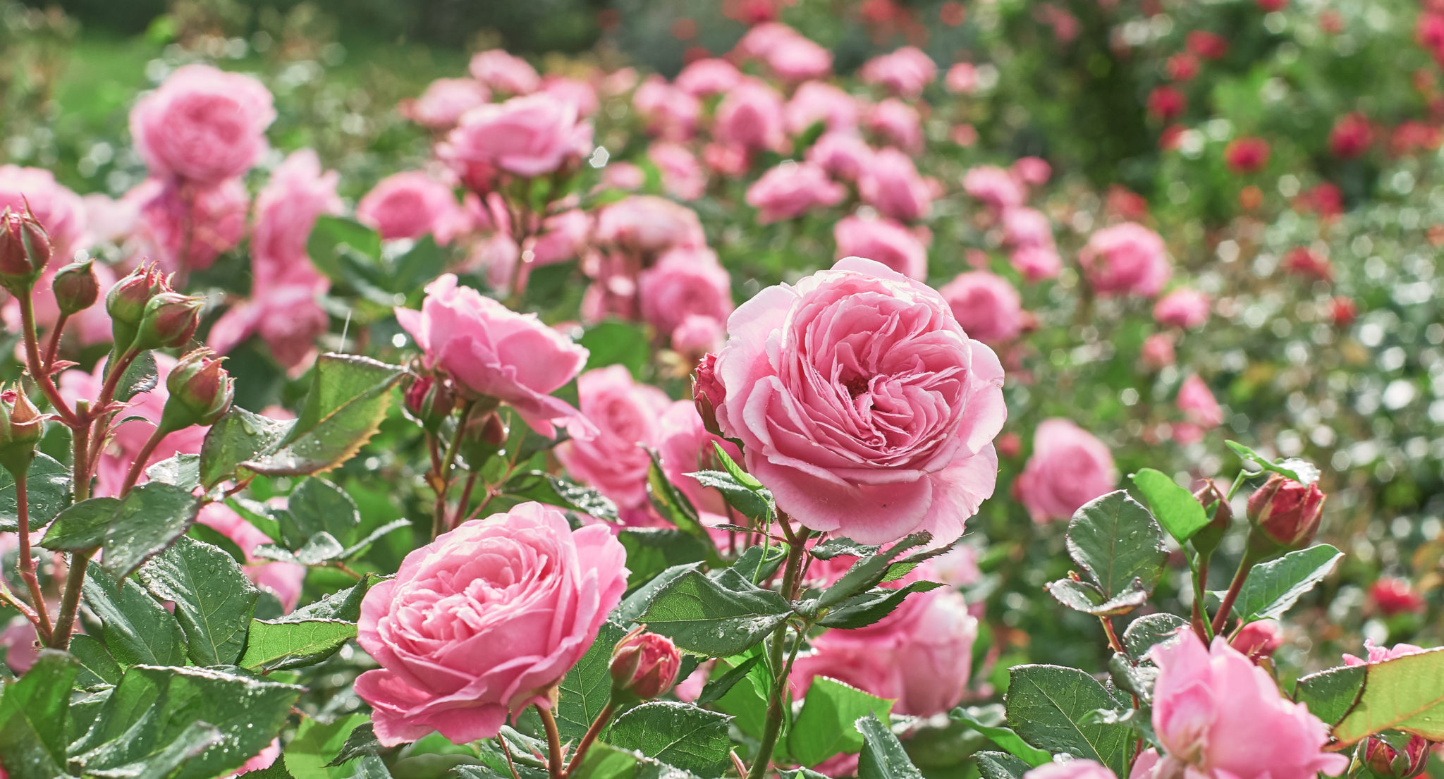 What is the Lifespan of a Rose Plant? (With interesting facts about ...