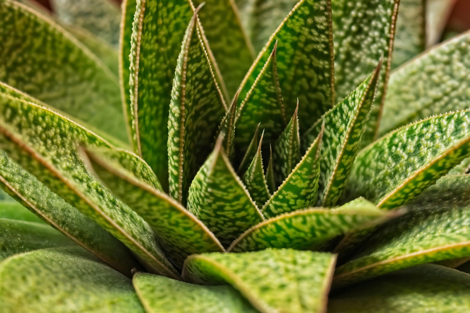 Lace Aloe (Aristaloe Aristata) – Green Garden Tribe