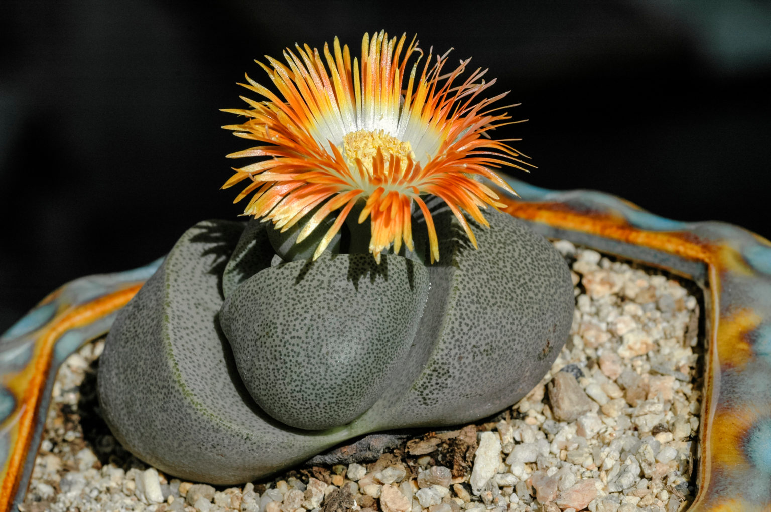 Split Rock (Pleiospilos Nelii) Plants: – Green Garden Tribe
