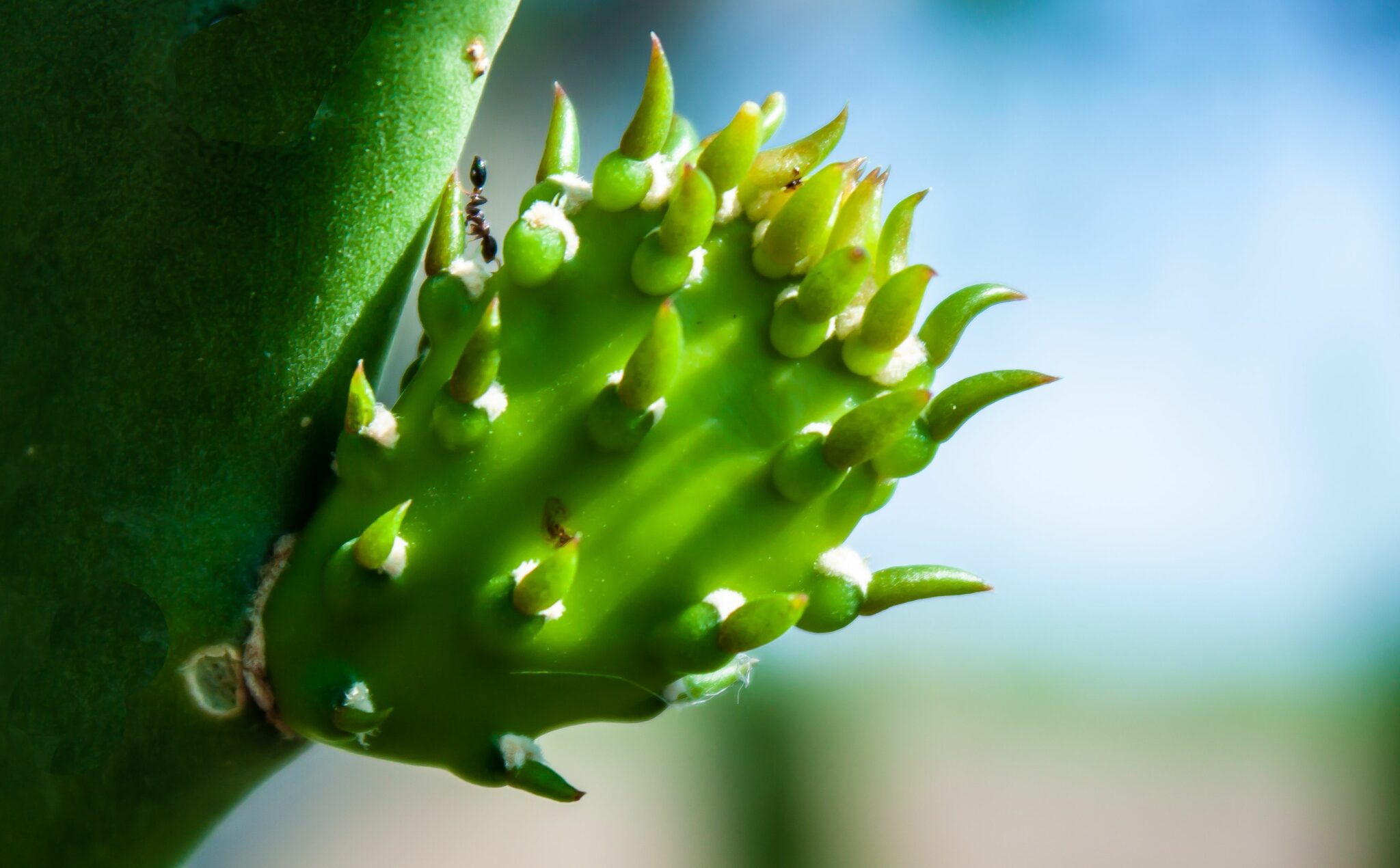 21 Interesting Facts About Cactus – Green Garden Tribe