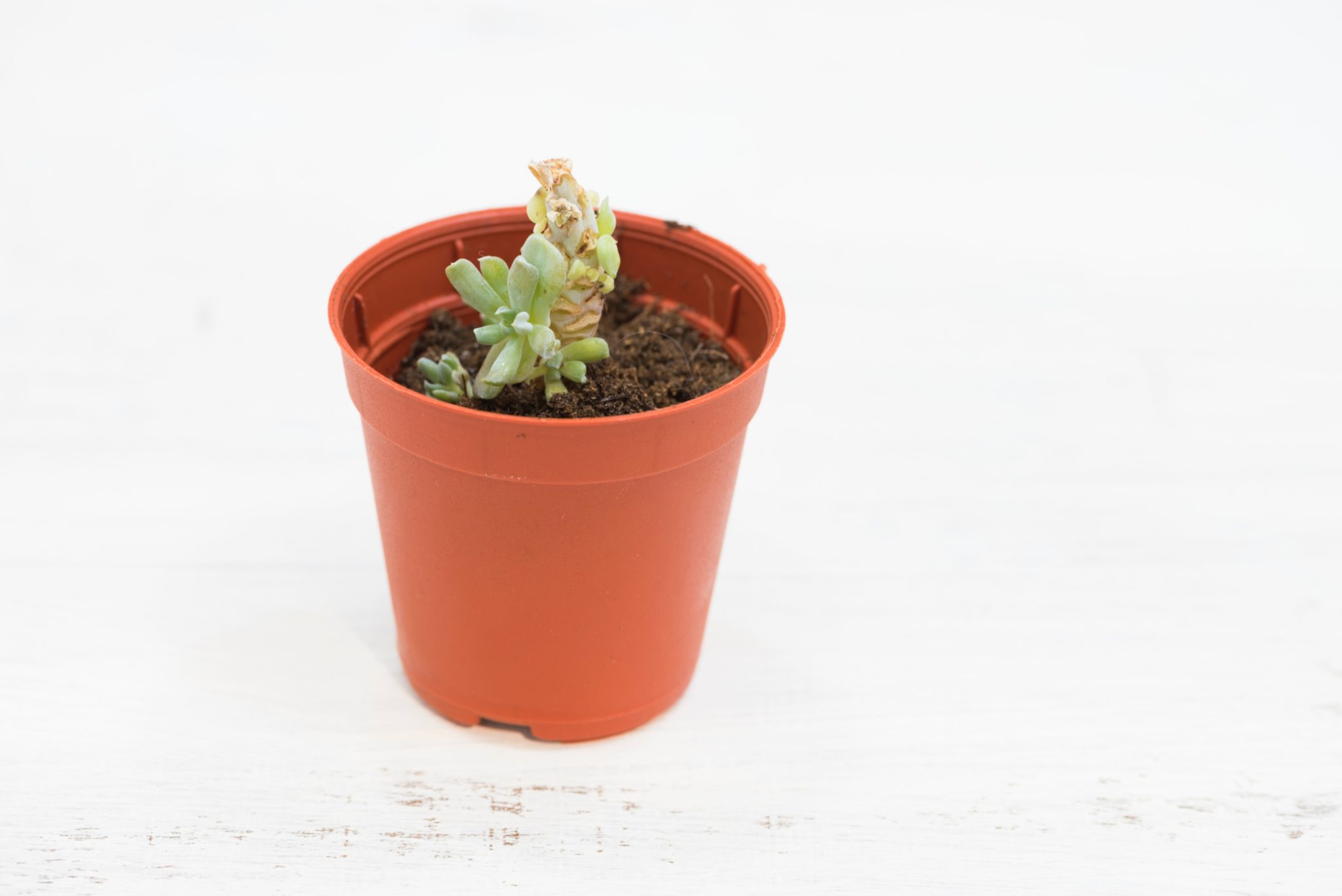 How to Propagate Echeveria Pups (or Babies or Offsets) – Green Garden Tribe