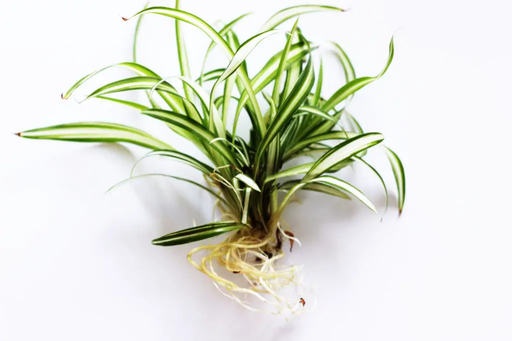 Spider Plant (Chlorophytum) Root Rot (Signs, Diagnosis & Plant Saving ...