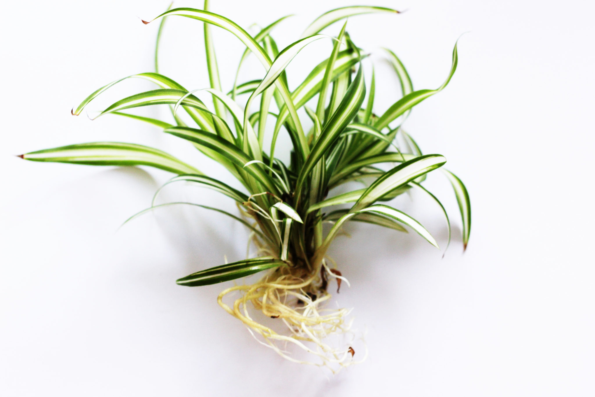 Spider Plant (Chlorophytum) Root Rot (Signs, Diagnosis & Plant Saving ...