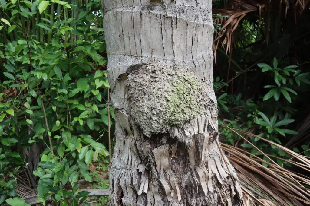 How To Get Rid of Termites in The Garden (Easy Ways) – Green Garden Tribe