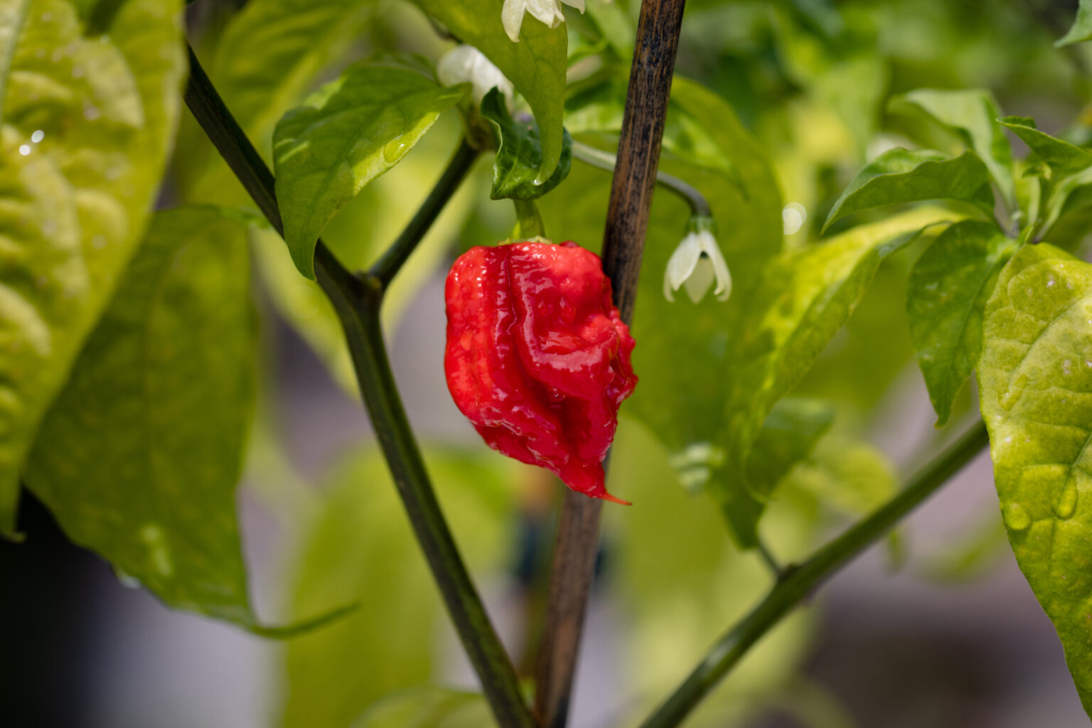 Apollo Peppers – Sizzling Hot & Amazing! – Green Garden Tribe