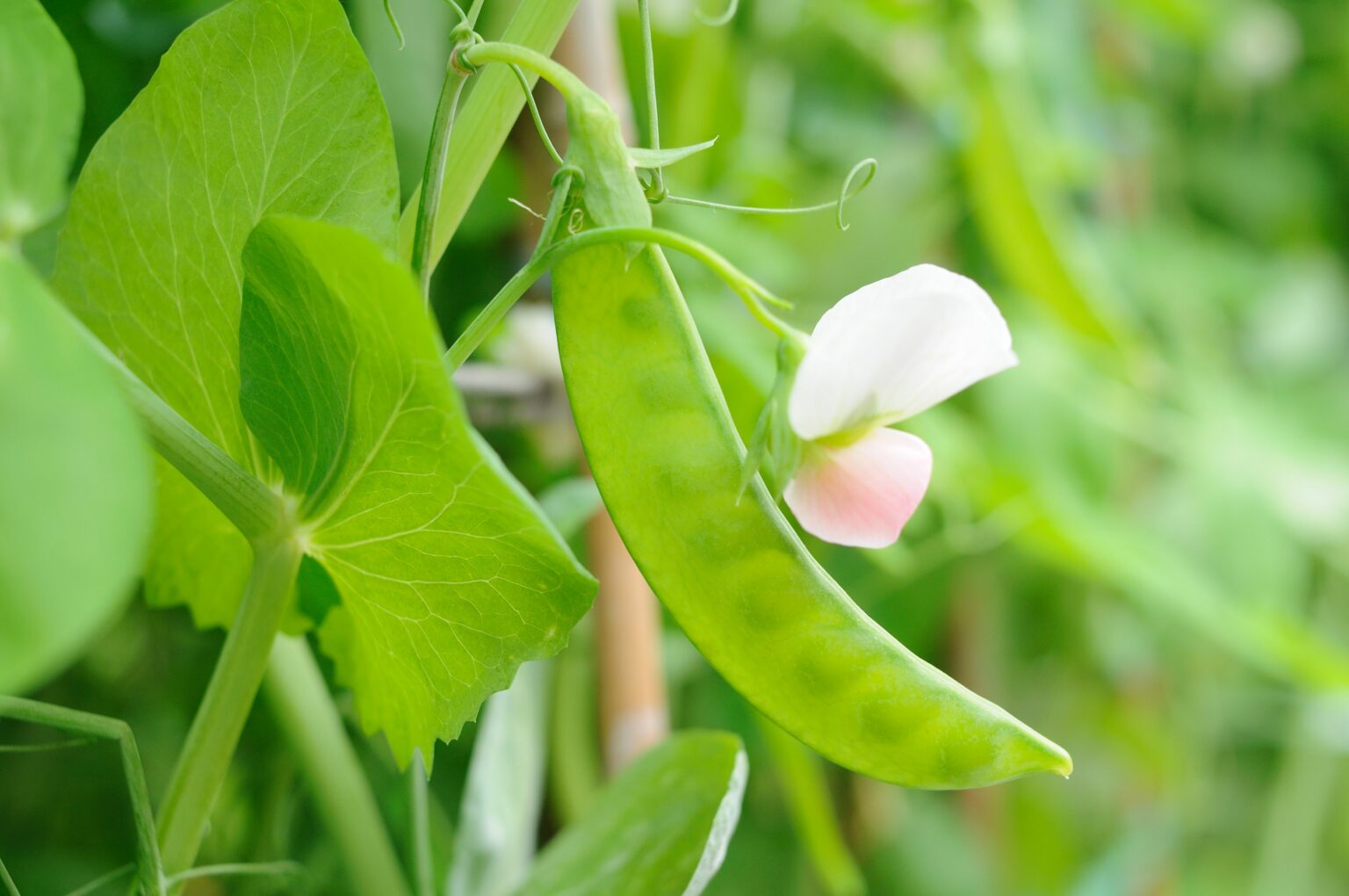 Three Types of Peas and How to Spot the Difference – Green Garden Tribe