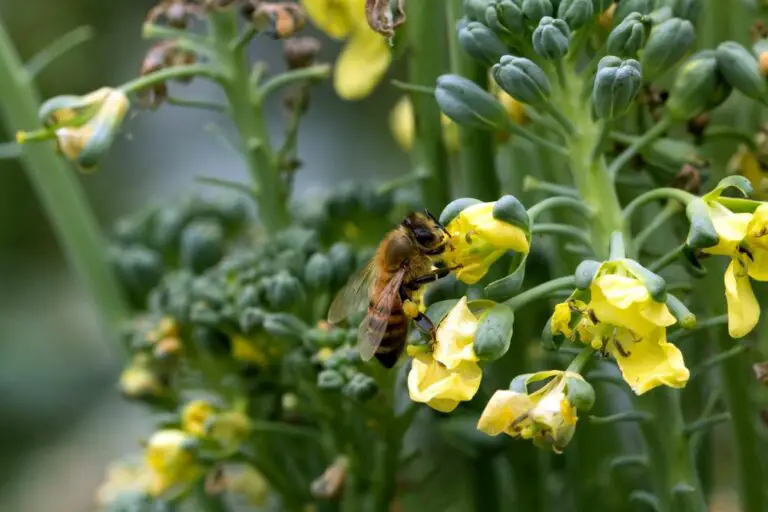 Broccoli Growing Stages (In 4 Easy Stages) – Green Garden Tribe