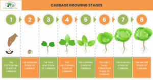Cabbage Growing Stages (8 Easy Stages) – Green Garden Tribe