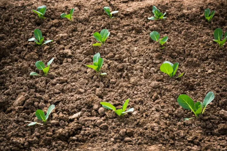 Cabbage Growing Stages 8 Easy Stages Green Garden Tribe