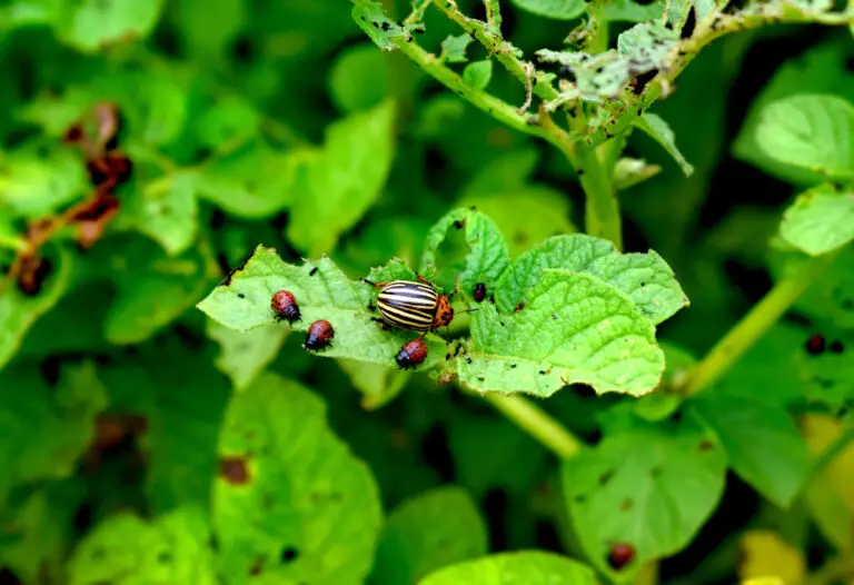 The Potato Bug – 15 Interesting Facts! – Green Garden Tribe