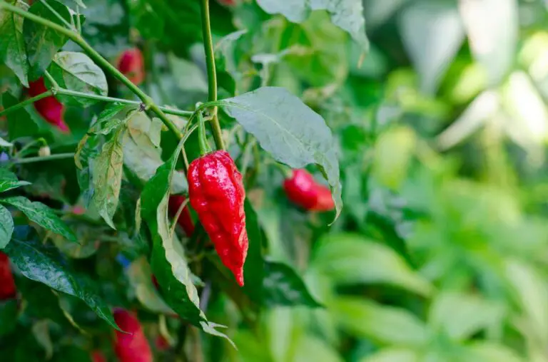 Ghost Pepper Plant (All You Need to Know!) – Green Garden Tribe