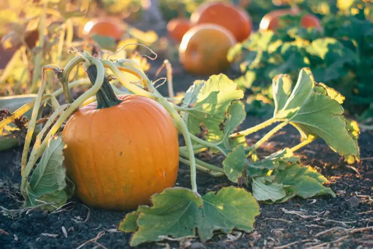 Pumpkin Vine Care – 5 Expert Tips! – Green Garden Tribe