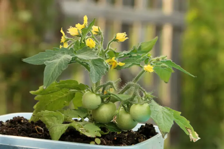 A Comprehensive Guide on Tomato Growth Stages – Green Garden Tribe