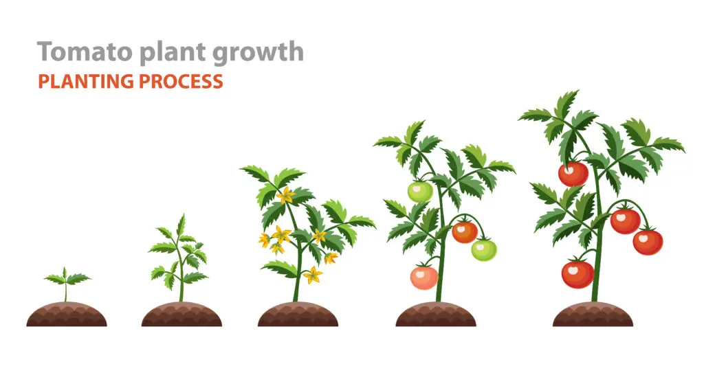 The Stages Of A Tomato Plant at Hugo Carter blog