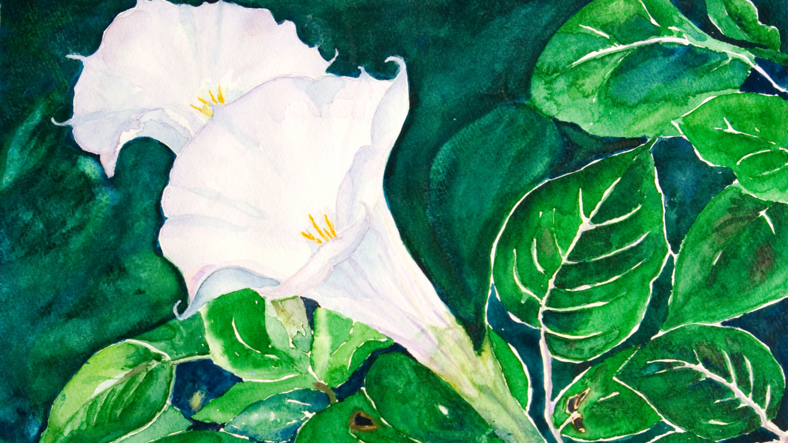 Moon Lilies – What You Need to Know! – Green Garden Tribe