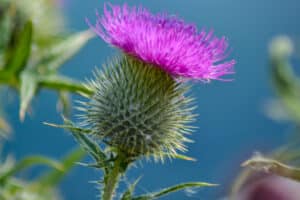 19 Types of Thistle Weeds – Green Garden Tribe