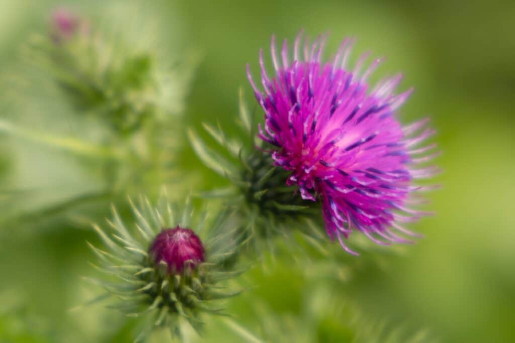 19 Types of Thistle Weeds – Green Garden Tribe