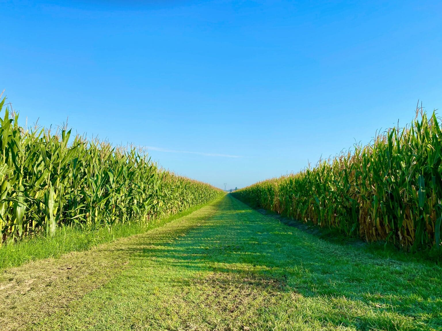 Understanding Corn Growth Stages: A Comprehensive Guide – Green Garden ...