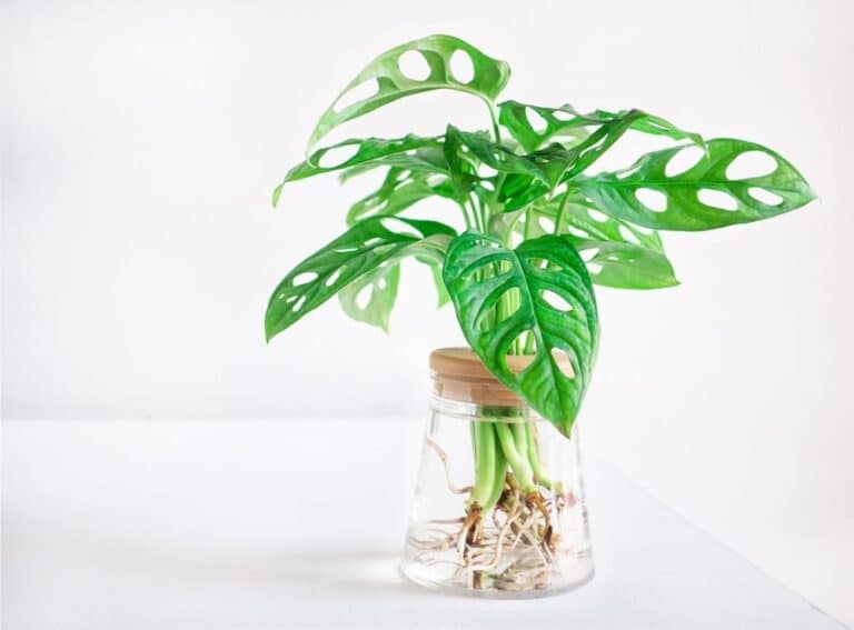 The Ultimate Guide to Growing Plants in Water – Green Garden Tribe